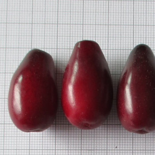 Cornus mas 'Bylda' - Cornouiller mâle à gros fruits | mesArbustes.com