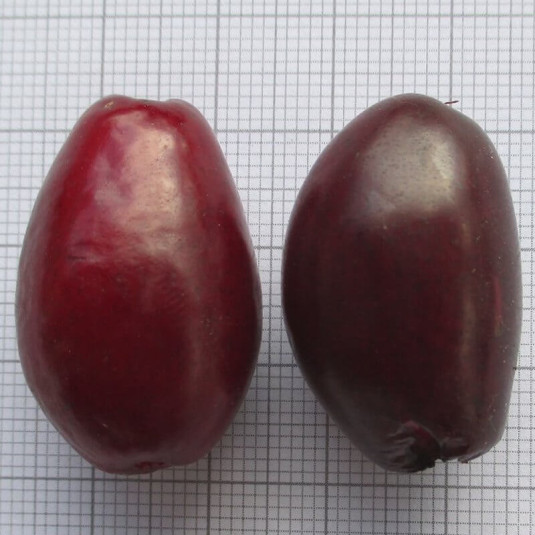 Cornus mas 'Dublany' - Cornouiller mâle à gros fruits | mesArbustes.com