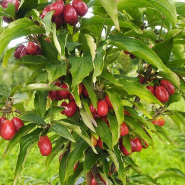 Cornus mas 'Kazanlak' - Cornouiller mâle à gros fruits | mesArbustes.com