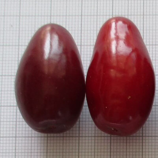 Cornus mas 'Kazanlak' - Cornouiller mâle à gros fruits | mesArbustes.com