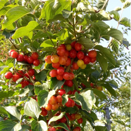 Cornus mas 'Korallowyj Marka' - Vente Cornouiller mâle 'Korallowyj Marka' à gros fruits roses