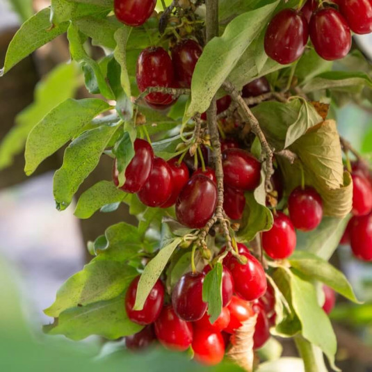 Cornus mas 'Marceli' * - Cornouiller mâle à gros fruits