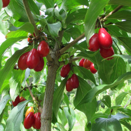 Cornus mas 'Nikolka' - Vente Cornouiller mâle 'Nikolka' à gros fruits ...