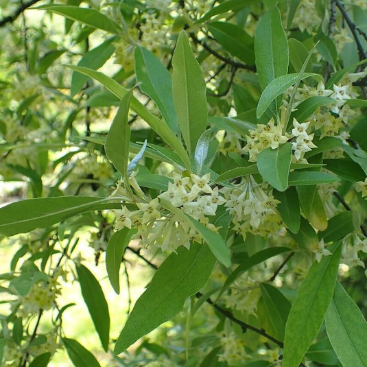 Elaeagnus umbellata - Chalef d'automne à fruits rouges | mesArbustes.com