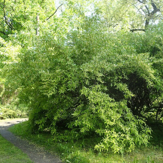 Elaeagnus umbellata - Chalef d'automne à fruits rouges | mesArbustes.com