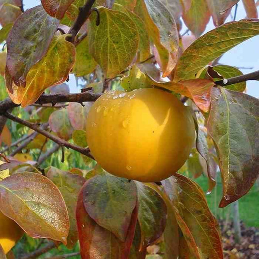 Plaqueminier - Diospyros Kaki - Vente en ligne