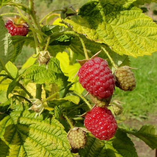 Framboisier remontant à gros fruits rouges - Vente Rubus idaeus 'Marastar'