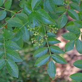 Poivrier d’Amérique – Zanthoxylum americanum