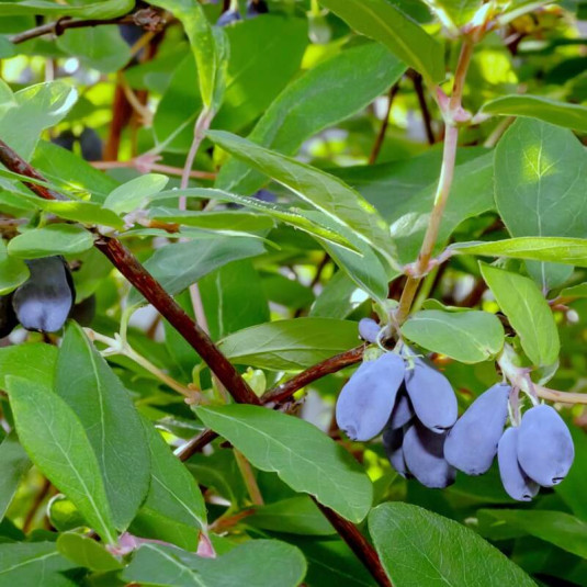 Baie de mai - Vente Lonicera kamtschatica 'Blue Treasure'