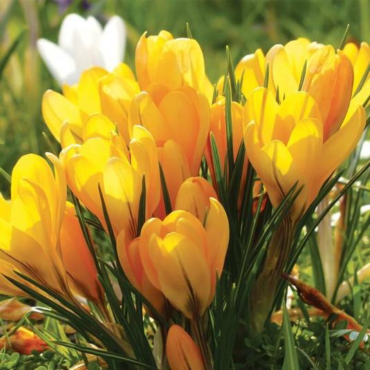 Crocus à grandes fleurs 'Grand jaune' | mesArbustes.com
