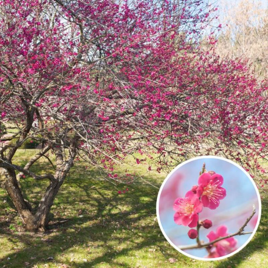 Abricotier du Japon - Prunus mume 'Beni-chidori' | mesArbustes.com