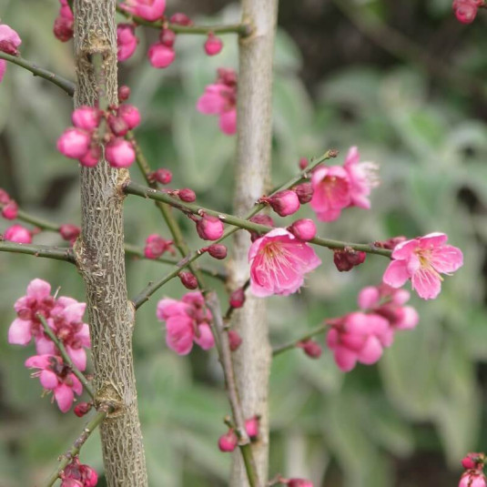 Abricotier du Japon - Prunus mume 'Beni-chidori' | mesArbustes.com