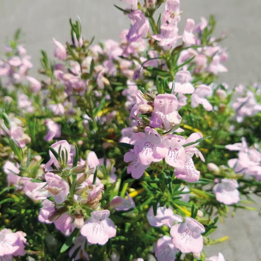 Conradina canescens 'Little Rosie' - Faux romarin | mesArbustes.com