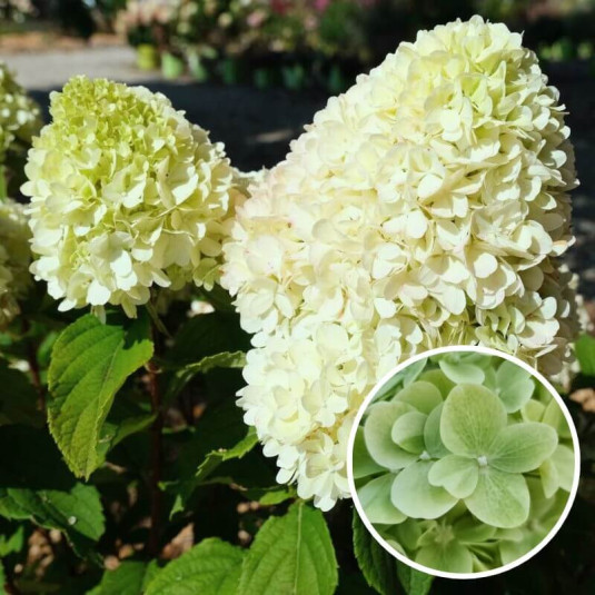 Hydrangea paniculata 'Mojito' - Vente Hortensia arbustif