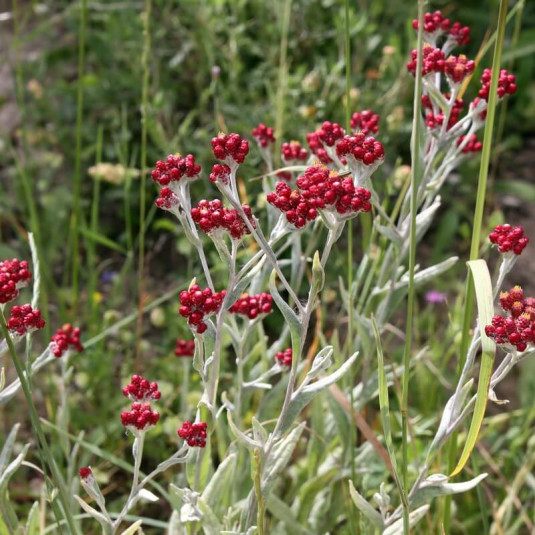 Helichrysum 'Red Jewel' – Immortelle | mesArbustes.com