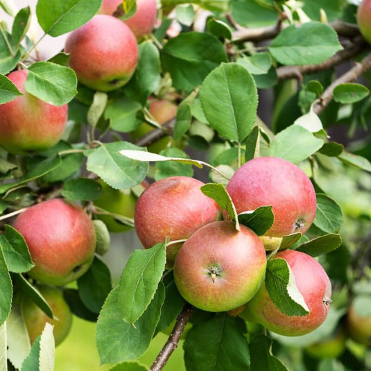 Pommier ancien 'Grand Alexandre' | mesArbustes.com