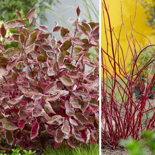 Cornus alba 'Miracle' - Cornouiller à bois rouge et feuillage panaché