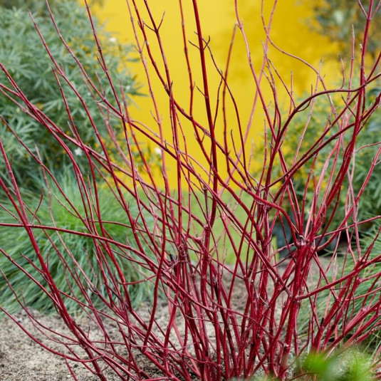 Cornus alba 'Miracle' - Cornouiller à bois rouge et feuillage panaché