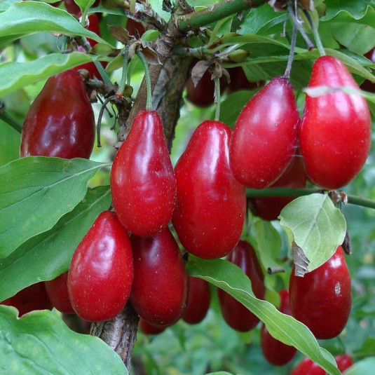 Cornouiller mâle 'Jolico' - Vente Cornus mas à gros fruits
