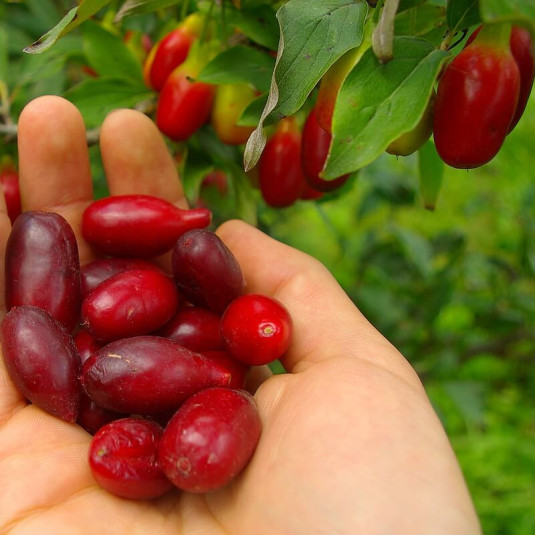 Cornouiller mâle 'Jolico' - Vente Cornus mas à gros fruits