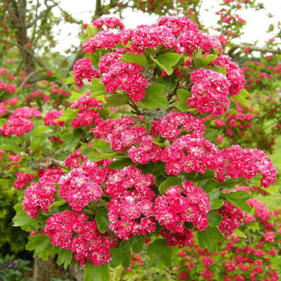 Aubépine rouge - Vente Crataegus laevigata 'Paul’s Scarlet'