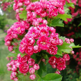 Aubépine rouge - Vente Crataegus laevigata 'Paul’s Scarlet'