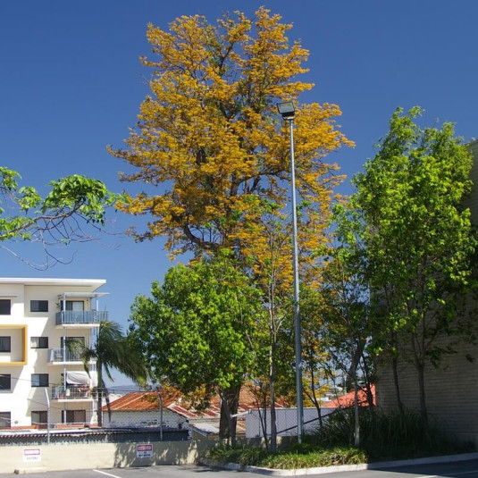 Grevillea robusta - Grévillée en arbre | mesArbustes.com