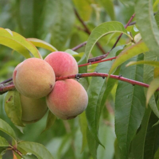 Pêcher 'Grosse mignonne' - Vente Pêche blanche