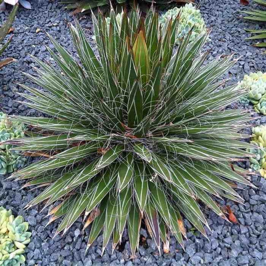 Agave filifera - Vente Agave filifère compacte filamenteuse