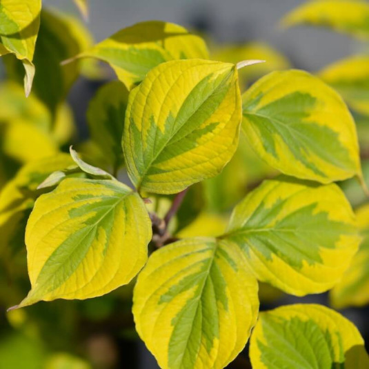 Cornus Florida Blatt