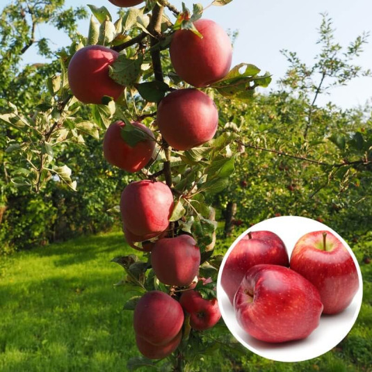 Pommier 'Starking' - Vente Malus communis rouge