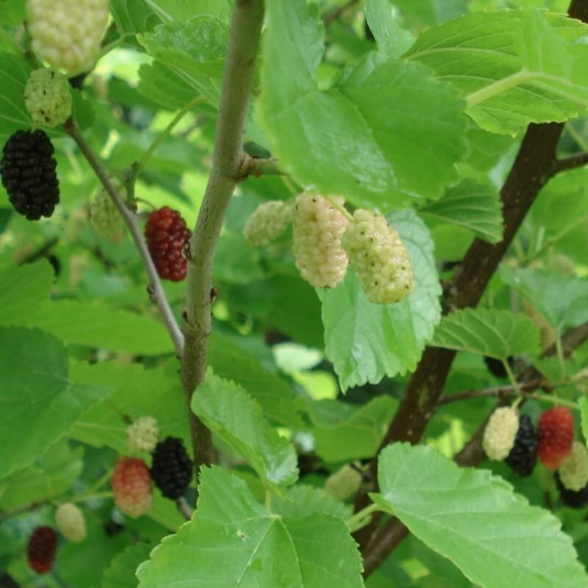 Mûrier noir à fruits comestibles | mesArbustes.com