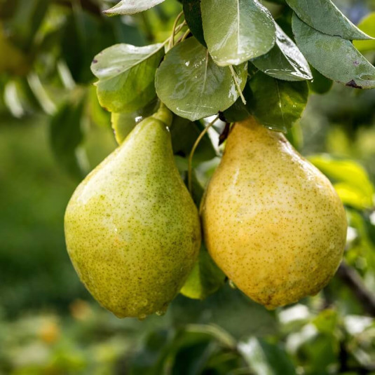 Poirier 'Général Leclerc' - Pyrus communis | mesArbustes.com