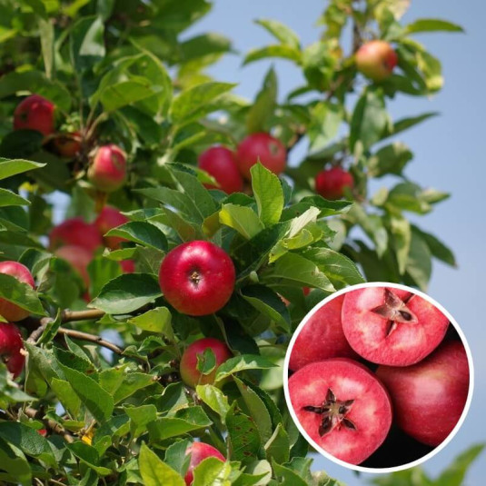 Pommier 'Red Merylinn' – Pommes à chair rouge | mesArbustes.com