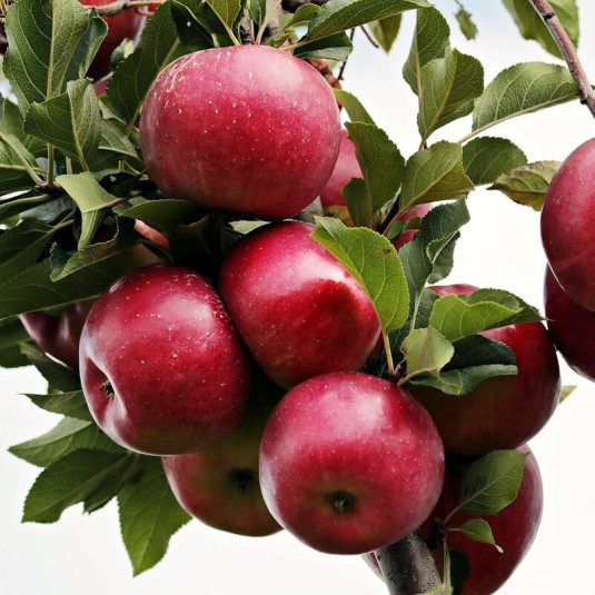 Pommier 'Richared delicious' | mesArbustes.com