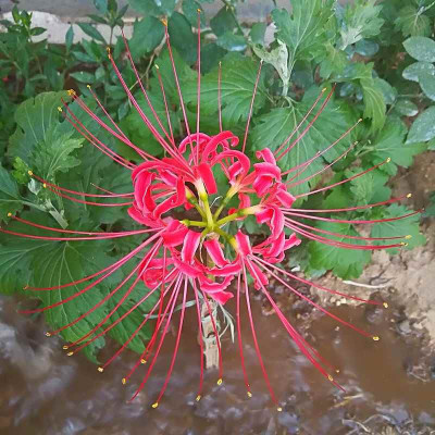 Lis araignée rouge - Vente plant de Lycoris radiata