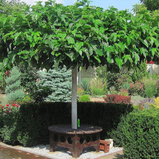 Murier Platane Strile Prix