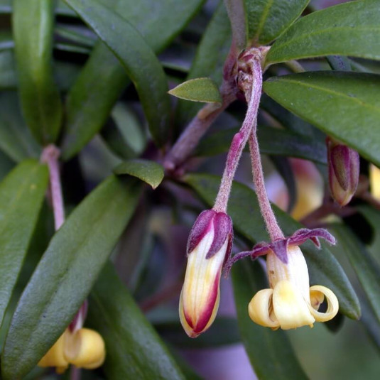 Pittosporum bicolor | mesArbustes.com