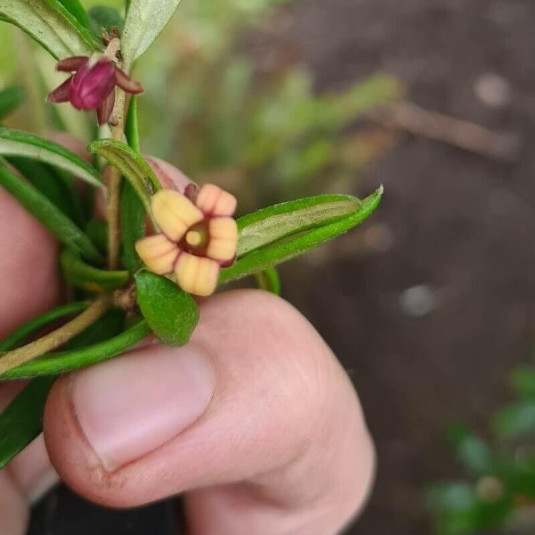Pittosporum bicolor | mesArbustes.com