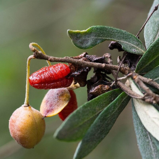 Pittosporum bicolor | mesArbustes.com