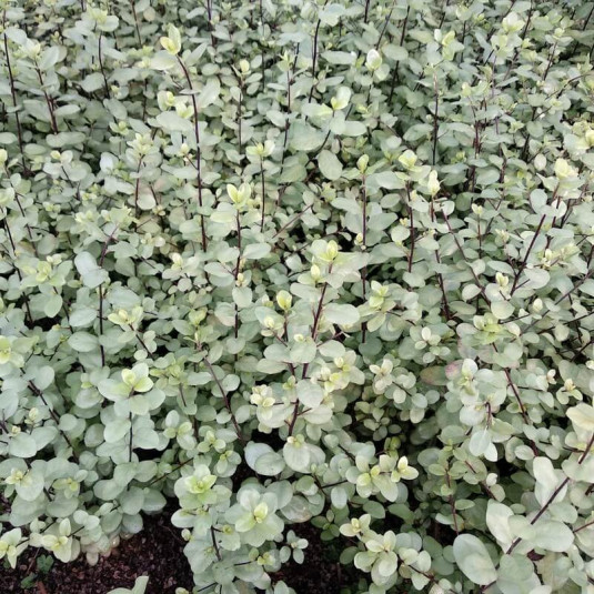Pittosporum tenuifolium 'Wrinkled Blue' - Pittospore à petites feuilles