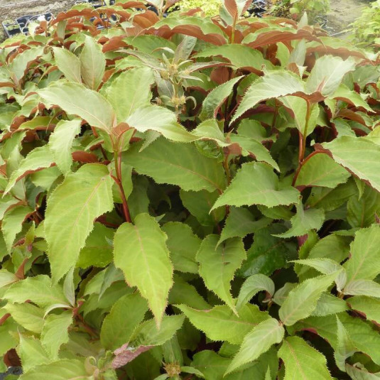 Hydrangea aspera 'Rosemary Foster' - Vente Hortensia velu