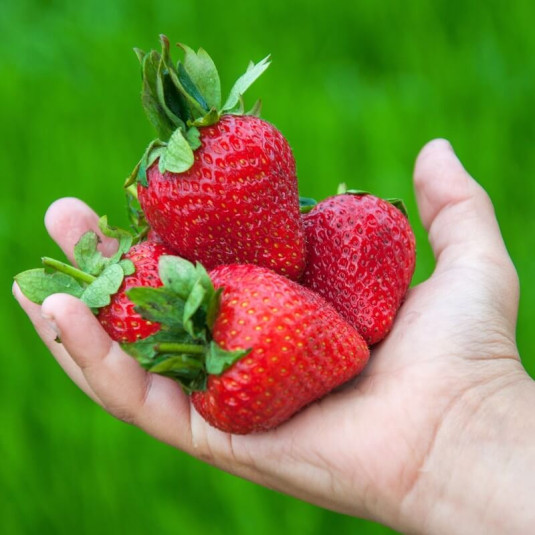 Fragaria ananassa 'Maxim' - Fraisier à très gros fruits | mesArbustes.com