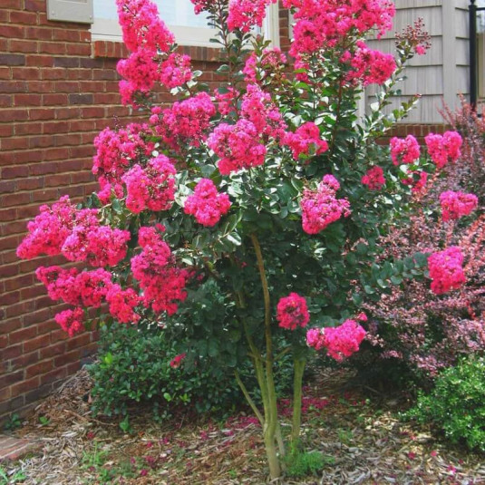 Lagerstroemia indica 'Pink Velour' - Vente Lilas des Indes rose intense