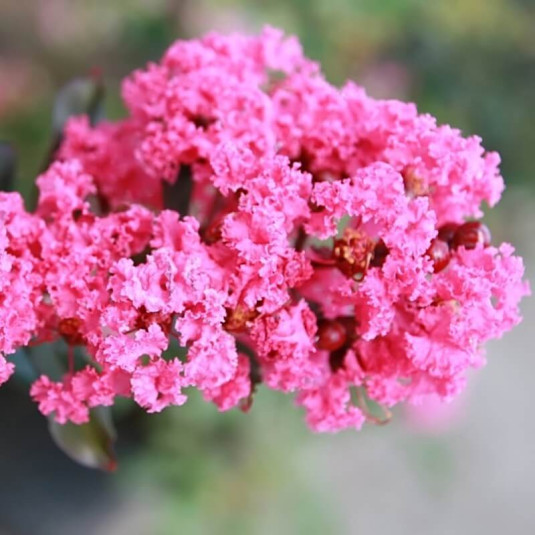 Lagerstroemia indica 'Pink Velour' - Vente Lilas des Indes rose intense