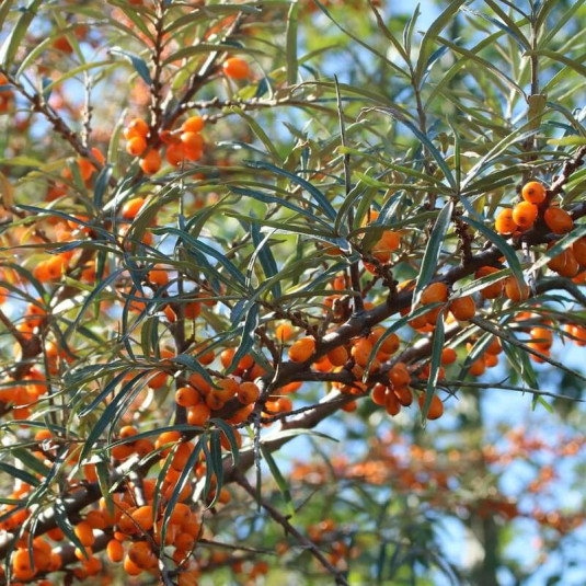 Argousier femelle - Vente Hippophae rhamnoides 'Kapriz'