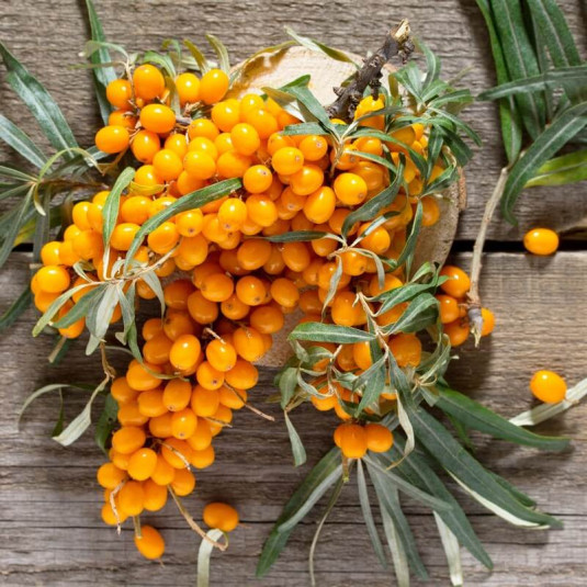 Argousier femelle - Vente Hippophae rhamnoides 'Slunicko'