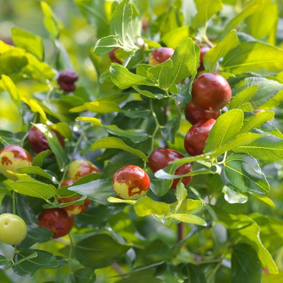 Arbres Fruitiers - Achat en ligne plants de fruitiers (5)