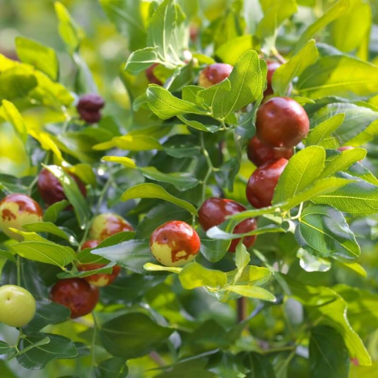 Ziziphus jujuba 'Dongzao' - Jujubier - Datte de Chine - Jujube