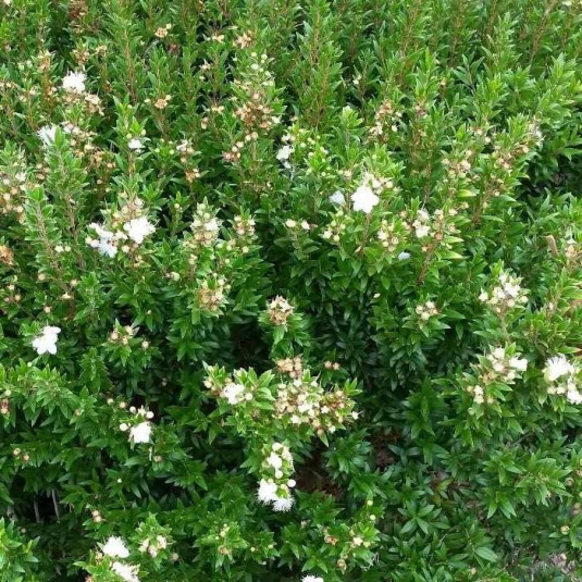 Myrte compacte - Vente Myrtus communis 'Microphylla'